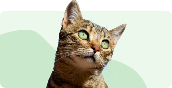 Interactive Cat Toys – Catit UK - Official Catit Brand Store